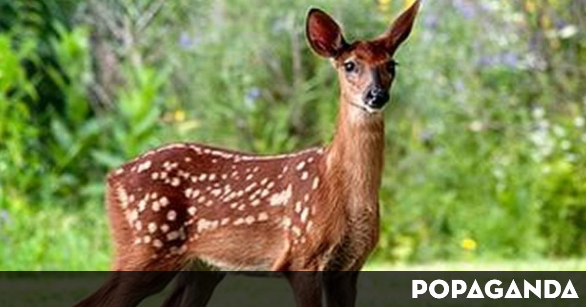 ΗΠΑ: Ασθένεια κάνει τα ελάφια ζόμπι - POPAGANDA