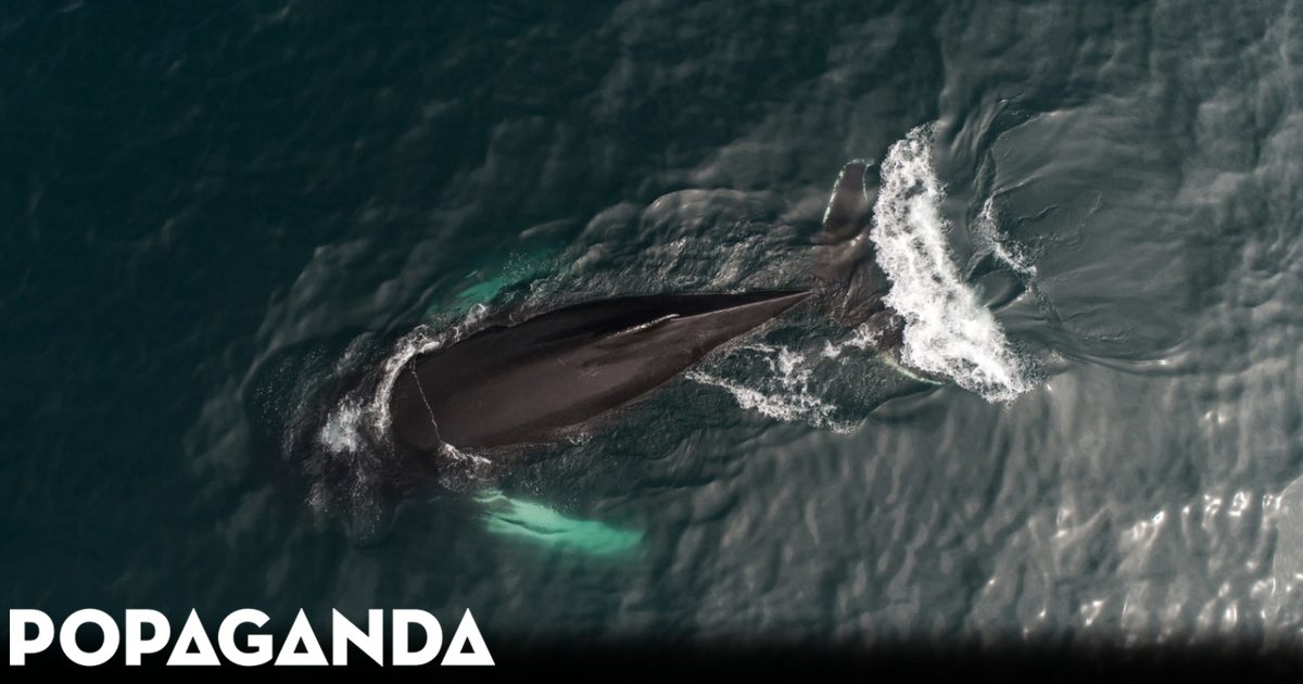 Φάλαινες τραγουδούν στο New York Bight [ΒΙΝΤΕΟ] - POPAGANDA