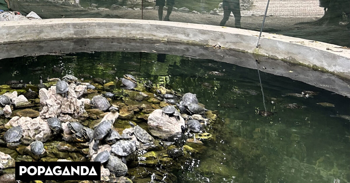 Εθνικός Κήπος: Παρανομες νεροχελώνες, αιχμάλωτα ζώα - POPAGANDA